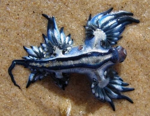 Dragão azul (Glaucus atlanticus): lindo e perigoso